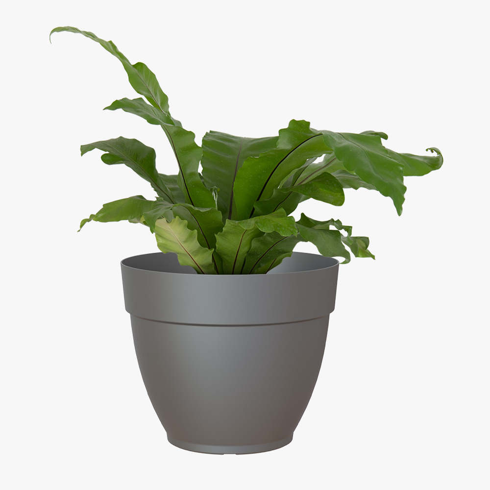 Shop - thepotandplanter