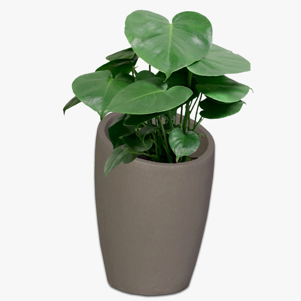 Rum Concrete Pot - thepotandplanter
