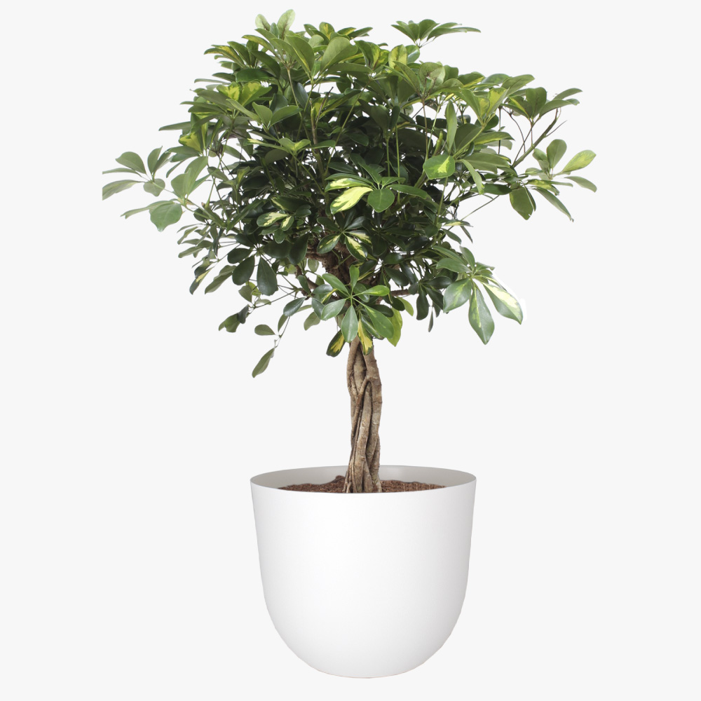 Indoor - thepotandplanter