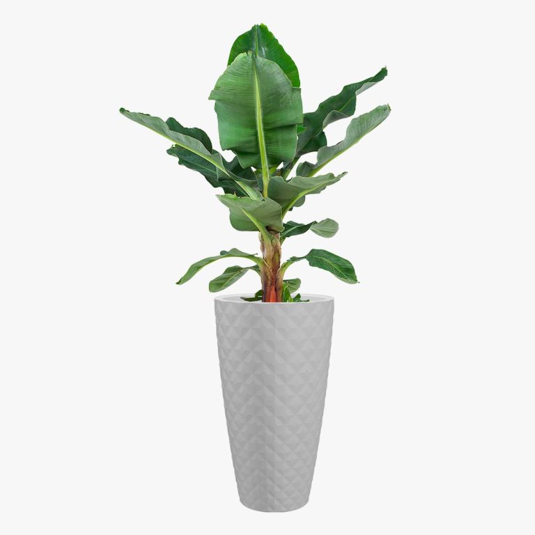 Indoor - thepotandplanter