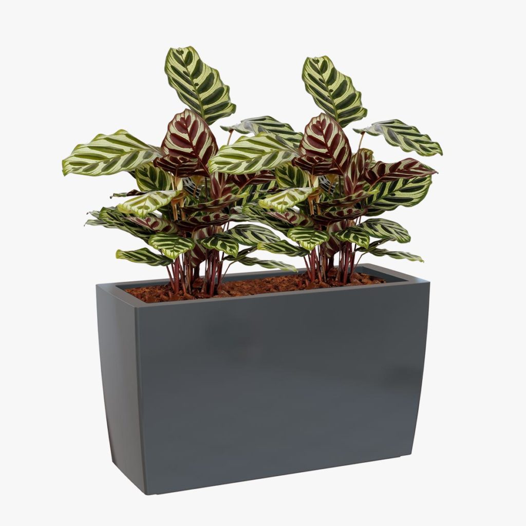 Indoor - thepotandplanter