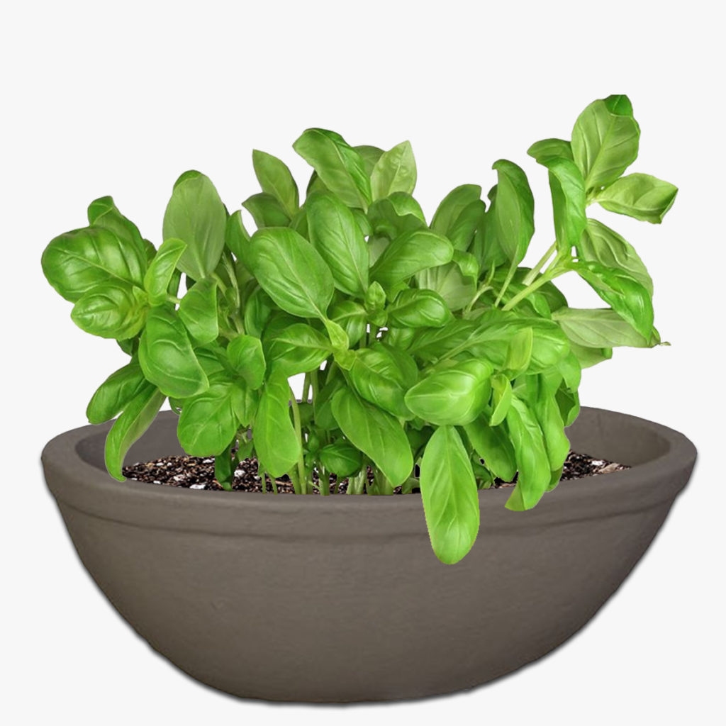 Round Pots - thepotandplanter