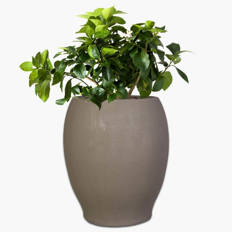 Delia Concrete Pot - thepotandplanter