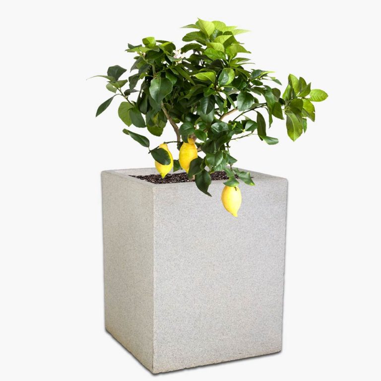 Curo Trough - thepotandplanter