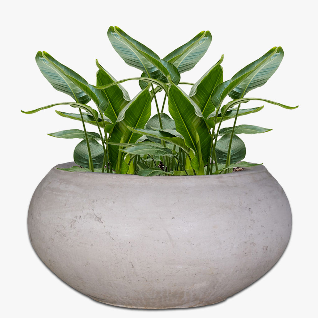 Rum Concrete Pot - thepotandplanter