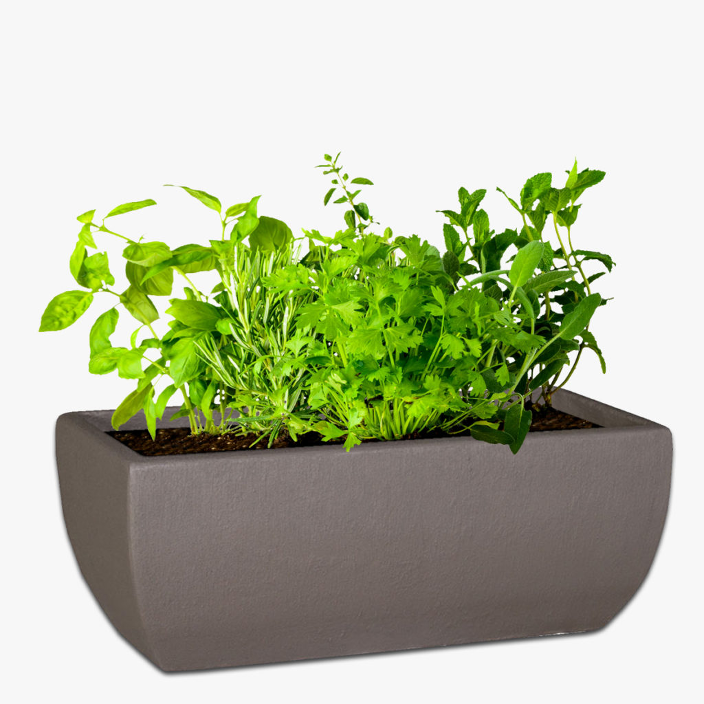 Bolivia Trough - thepotandplanter