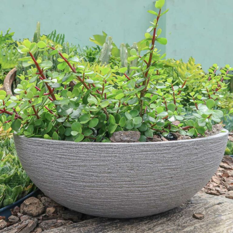 Shop - thepotandplanter