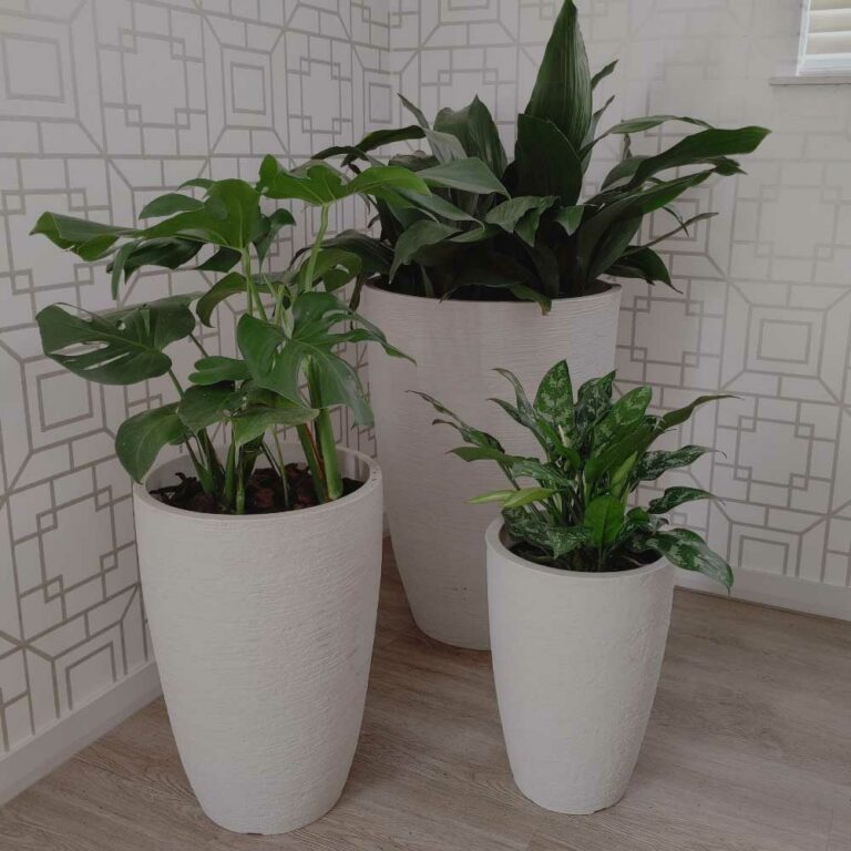 Bios Medium Planter - thepotandplanter